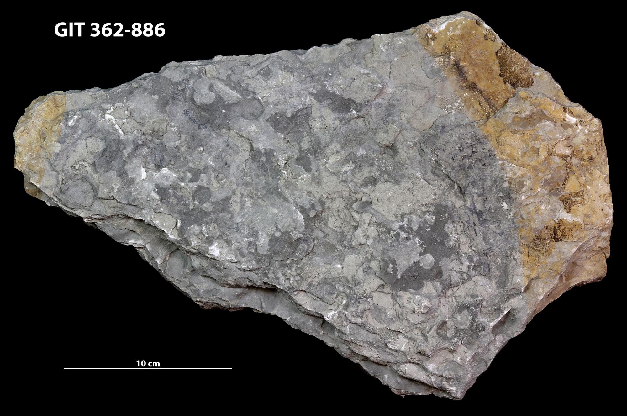 Bioturbation trace fossils | Fossiilid.info