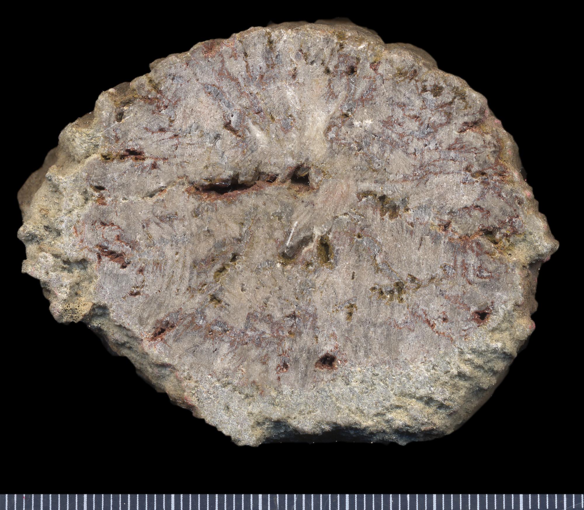 Callixylon trifilievii | Fossiilid.info