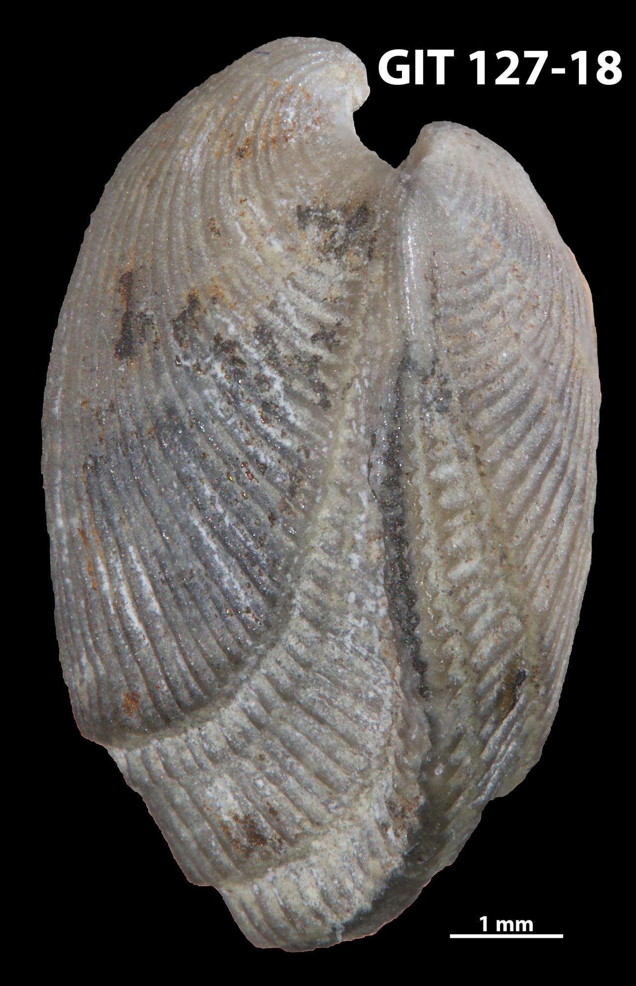 Dalmanella rosensteinae | Fossiilid.info