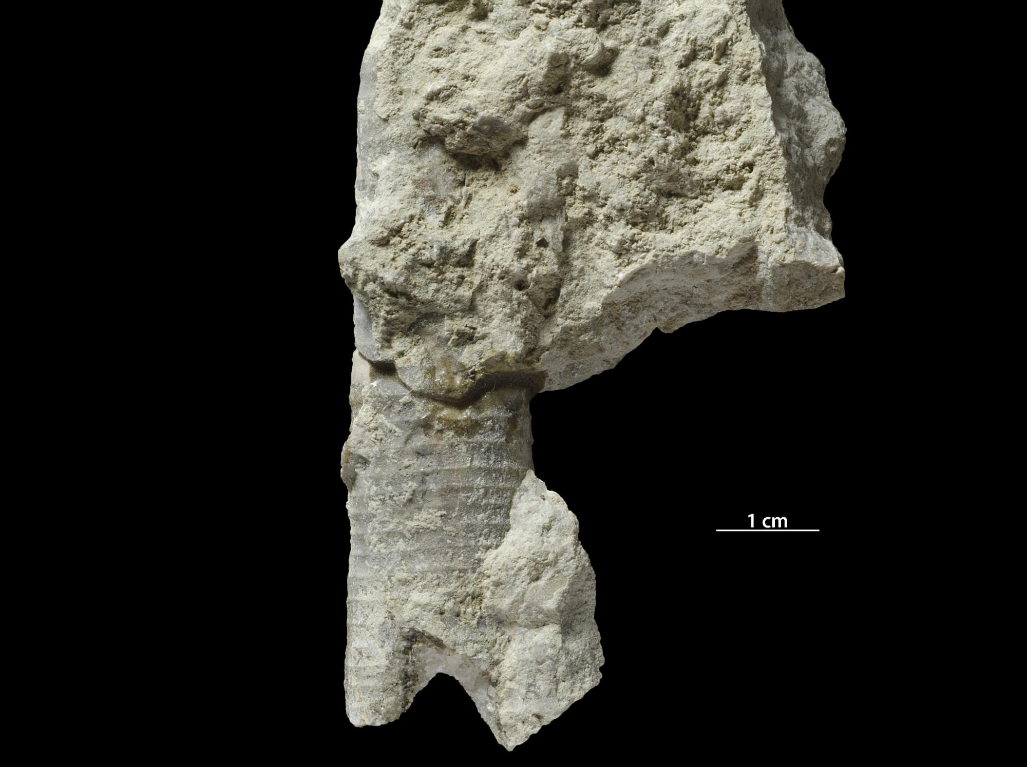 Paleocyclendoceras | Fossiilid.info