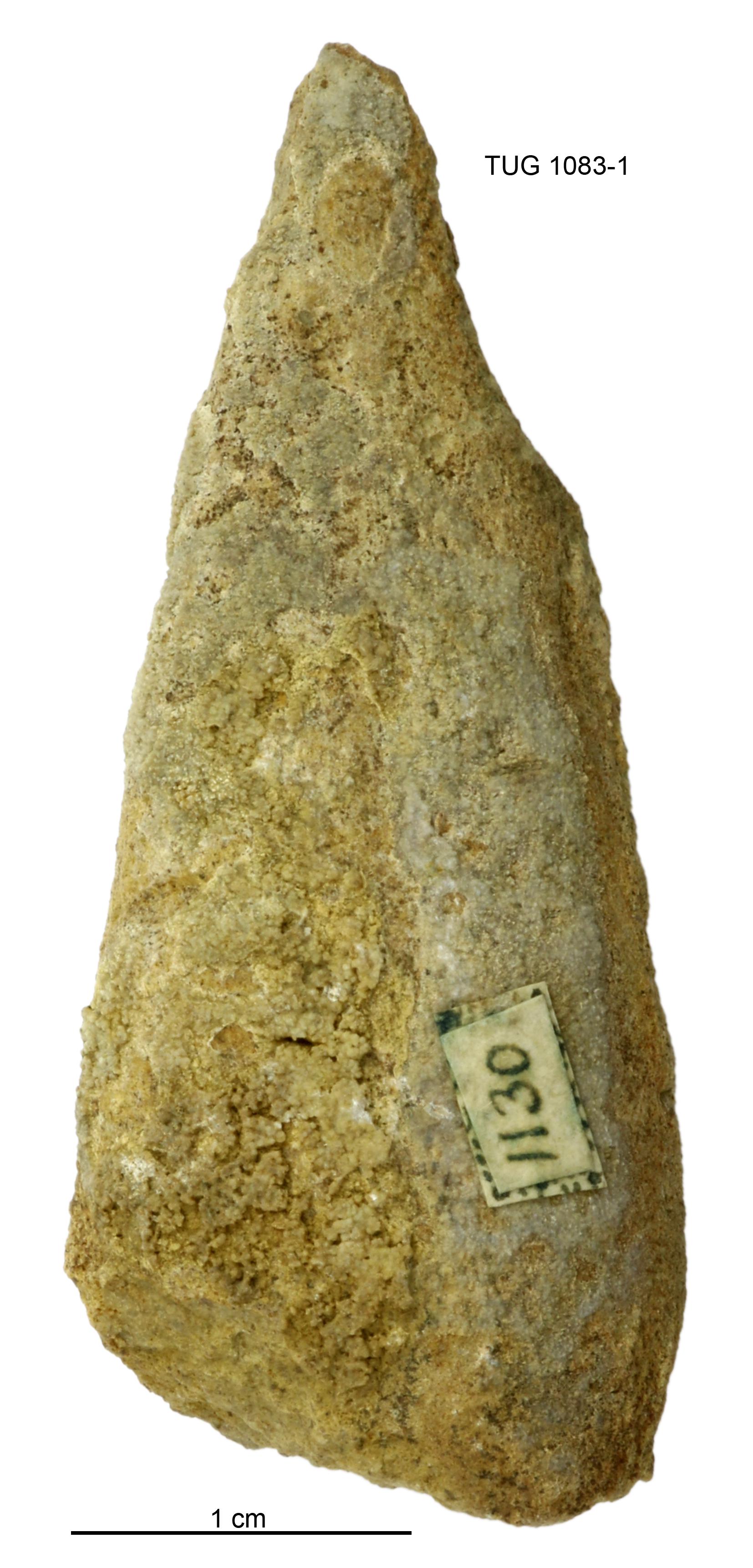 Hyolithes | Fossiilid.info