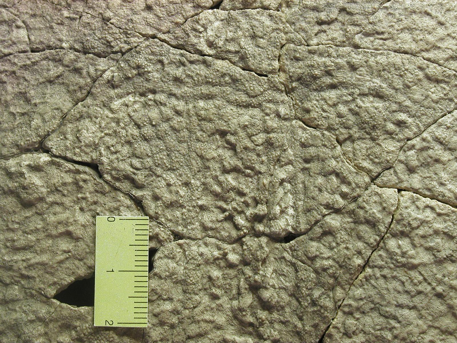 Psammosteus praecursor | fossiilid.info