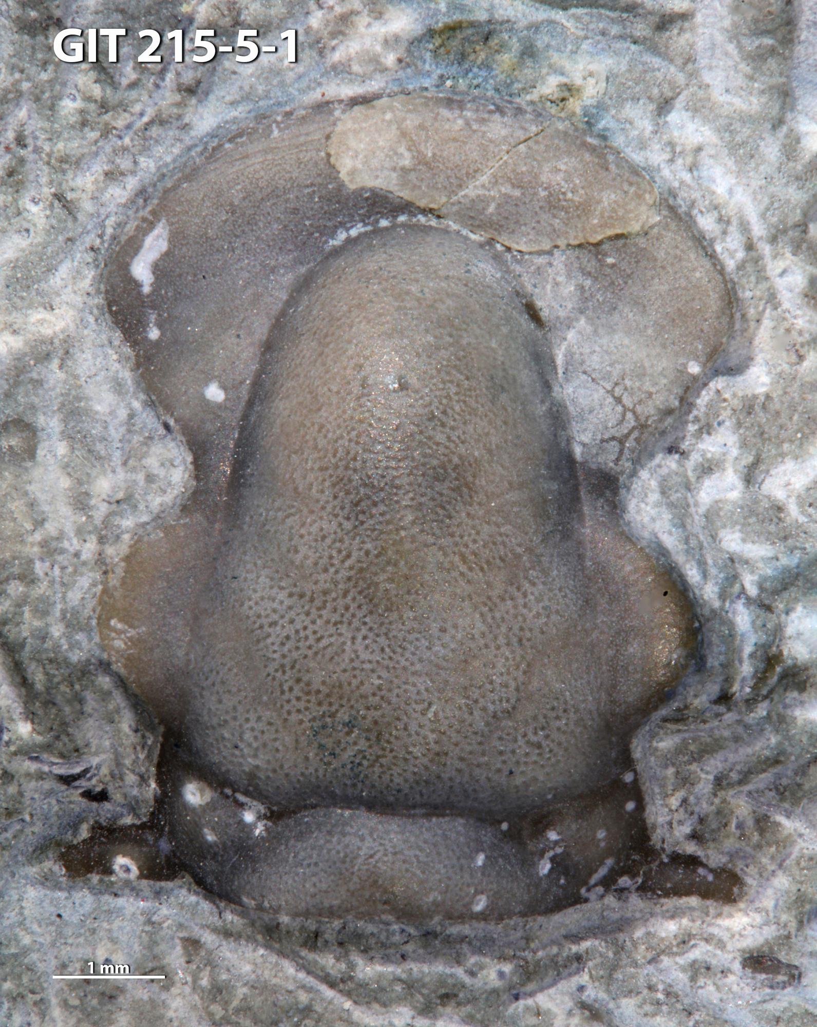 Proetidae | Fossiilid.info