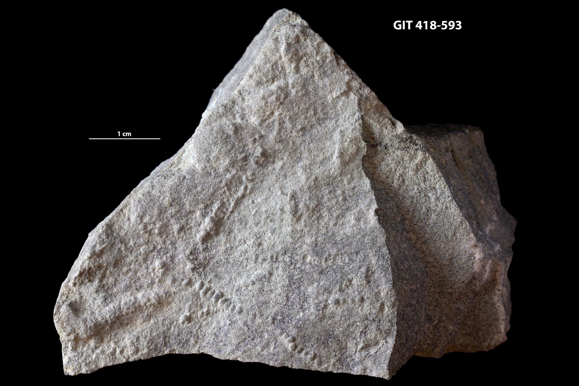 Palaeopascichnus linearis | Fossiilid.info