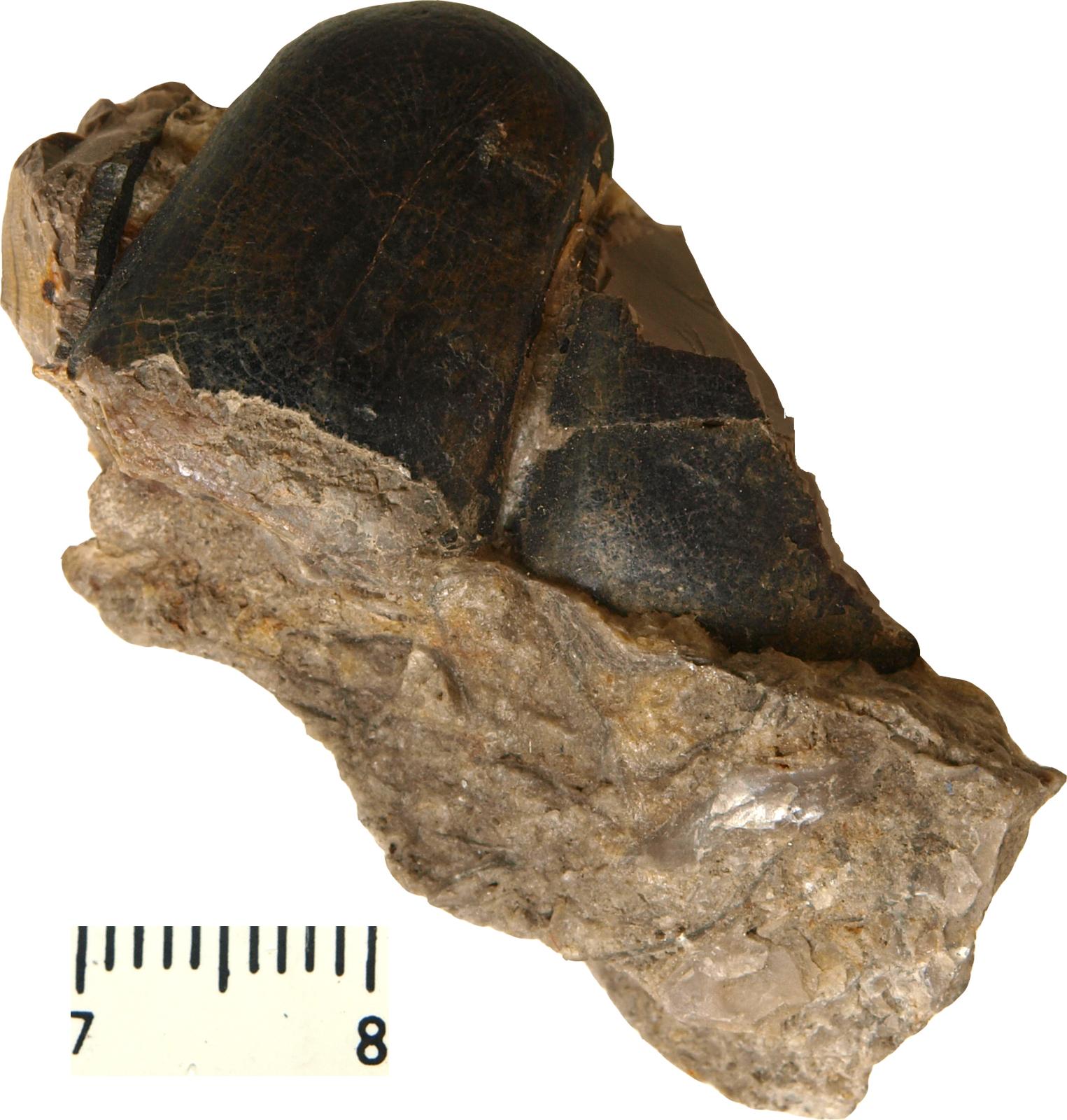 Placodus gigas | fossiilid.info