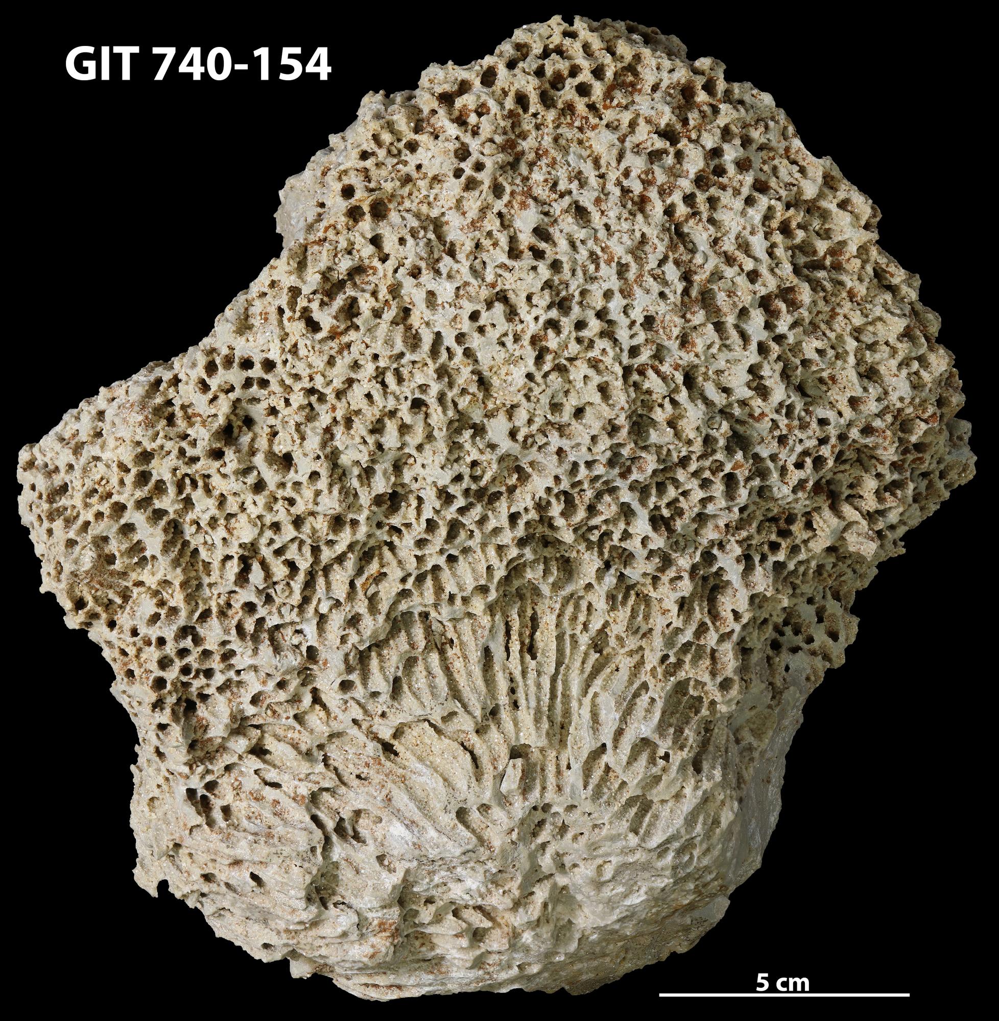 Halysitina | Fossiilid.info