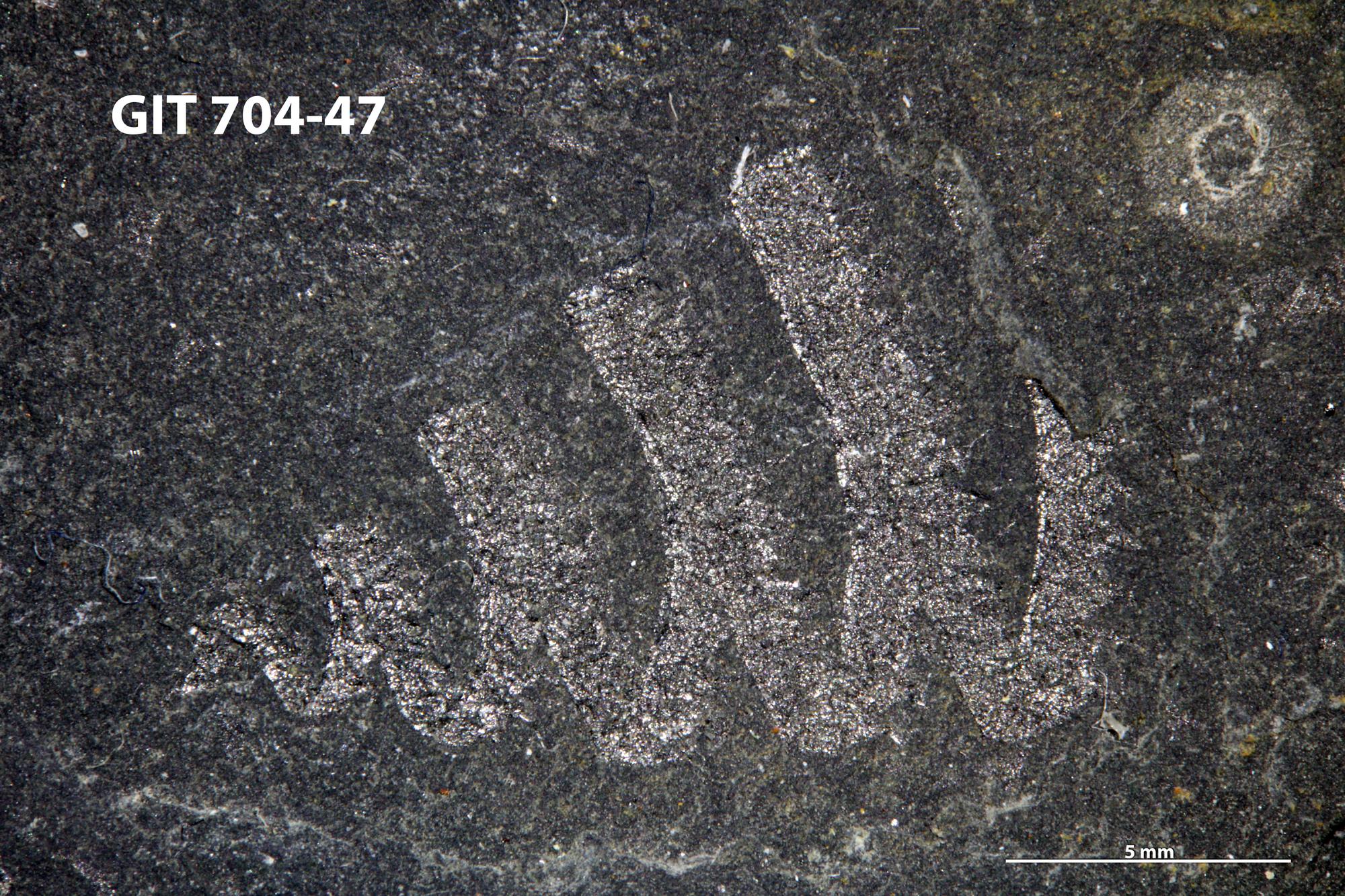 Graptoloidea | Fossiilid.info