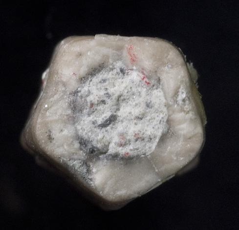 Flabellicystis | Fossiilid.info