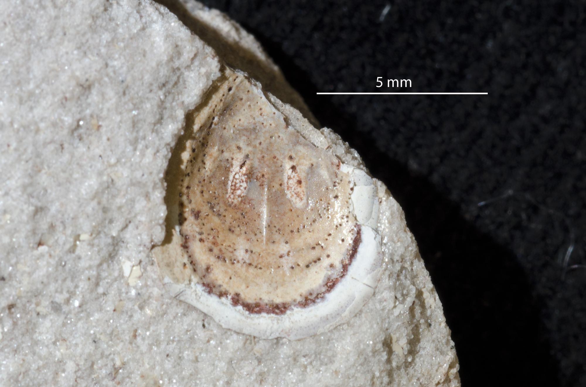 Obolus transversus | Fossiilid.info