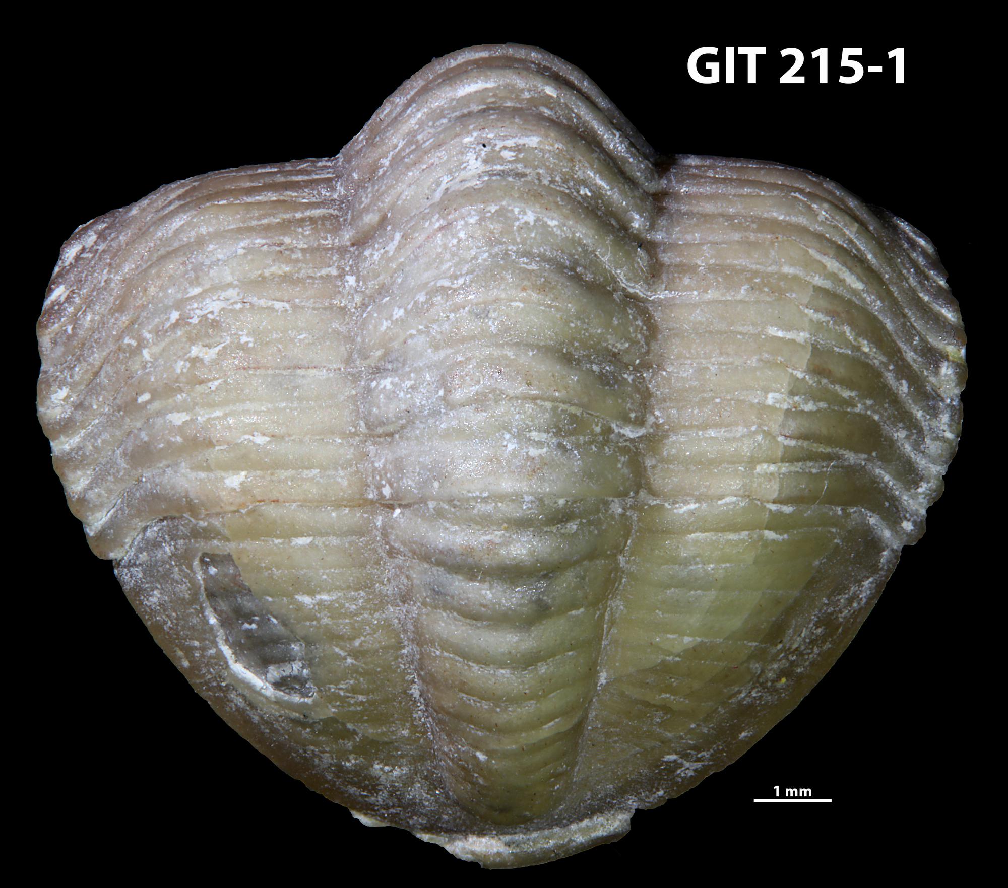 Proetus | Fossiilid.info