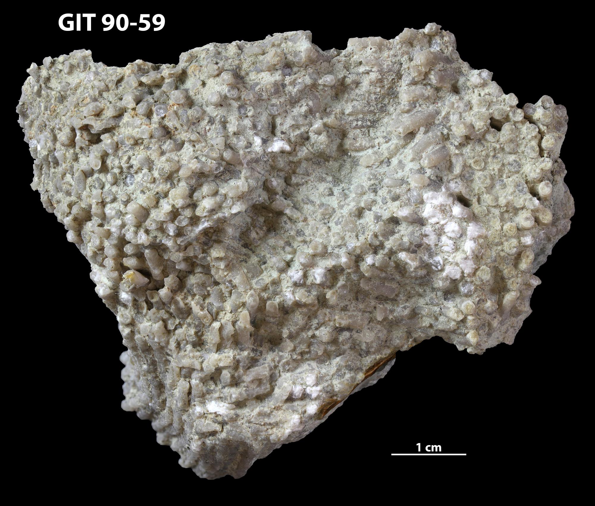 Syringopora blanda | Fossiilid.info
