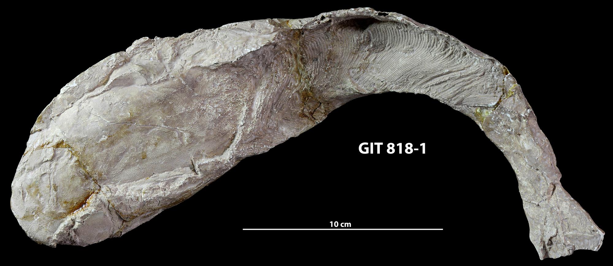 Sacabambaspis | Fossiilid.info