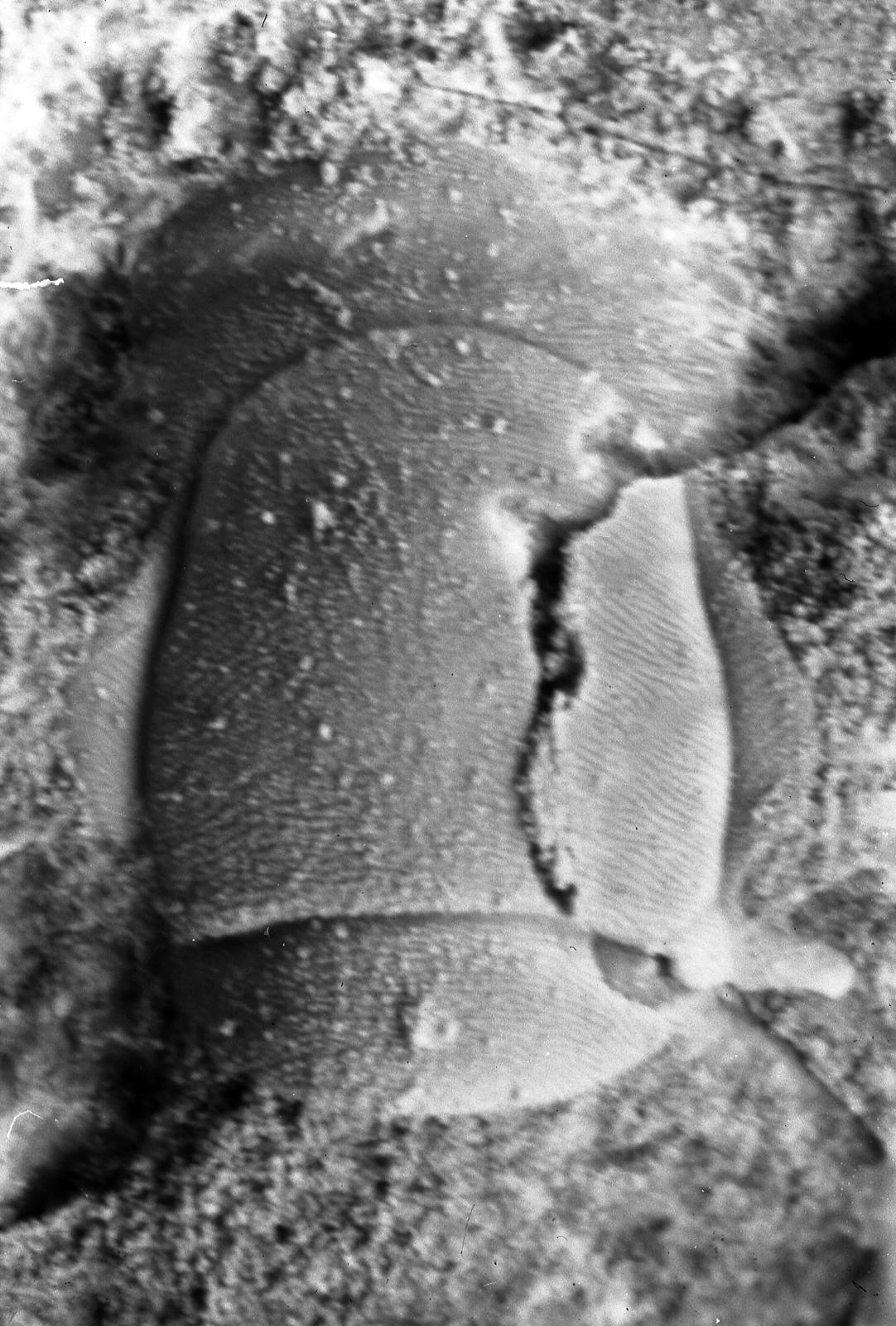 Tropidocoryphidae | fossiilid.info