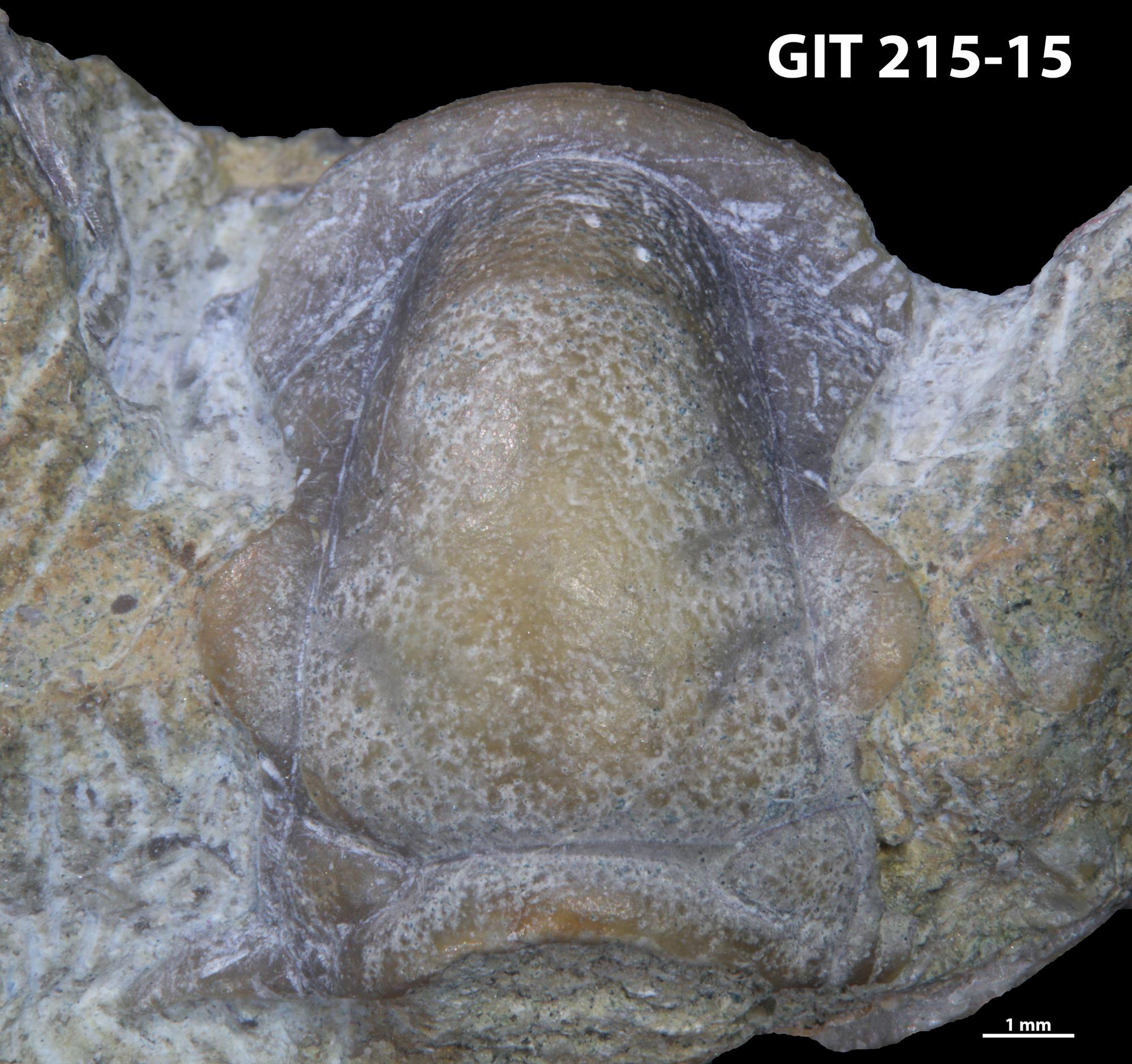 Proetus nieszkowskii | Fossiilid.info