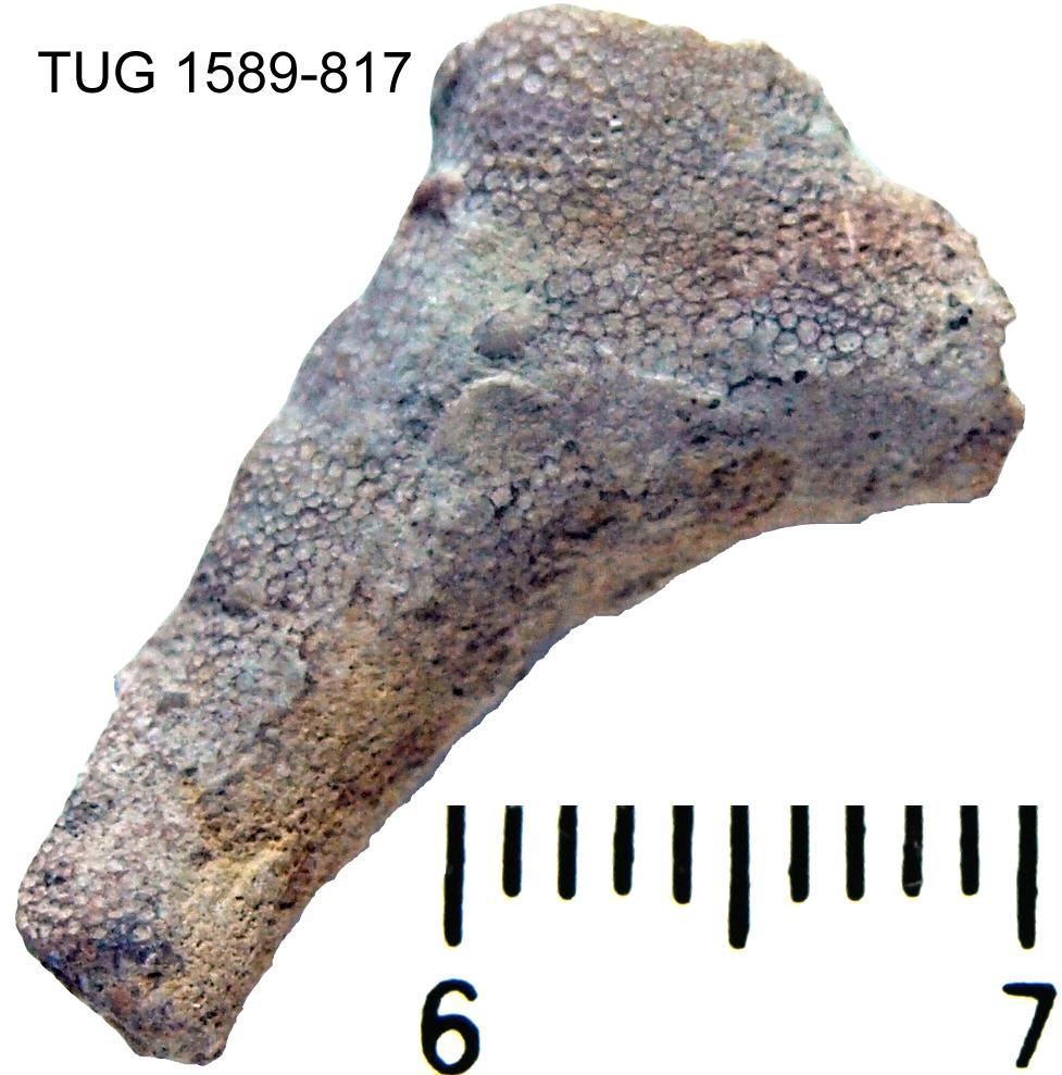 Parvohallopora wesenbergiana | fossiilid.info