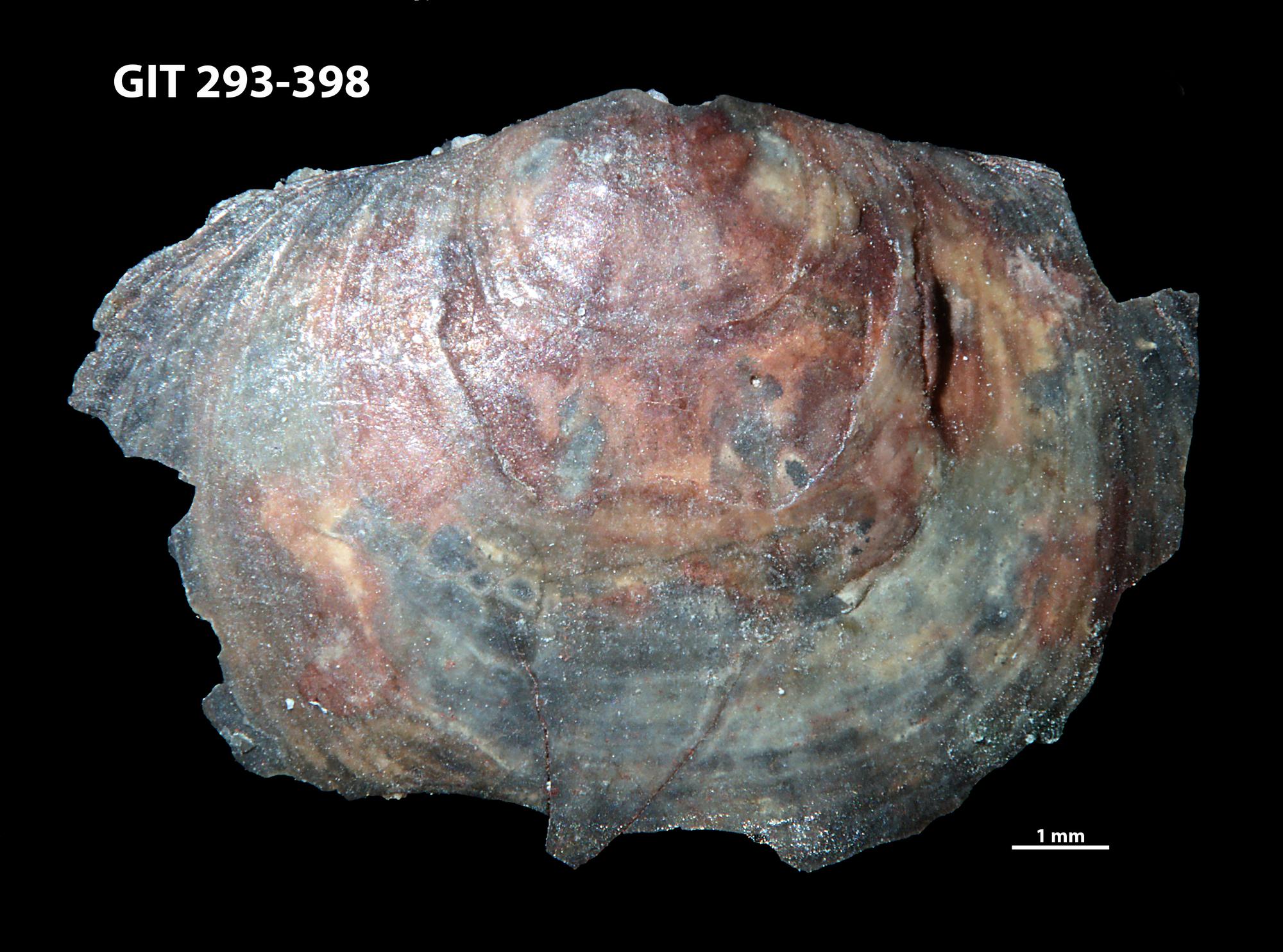 Lingulida | Fossiilid.info