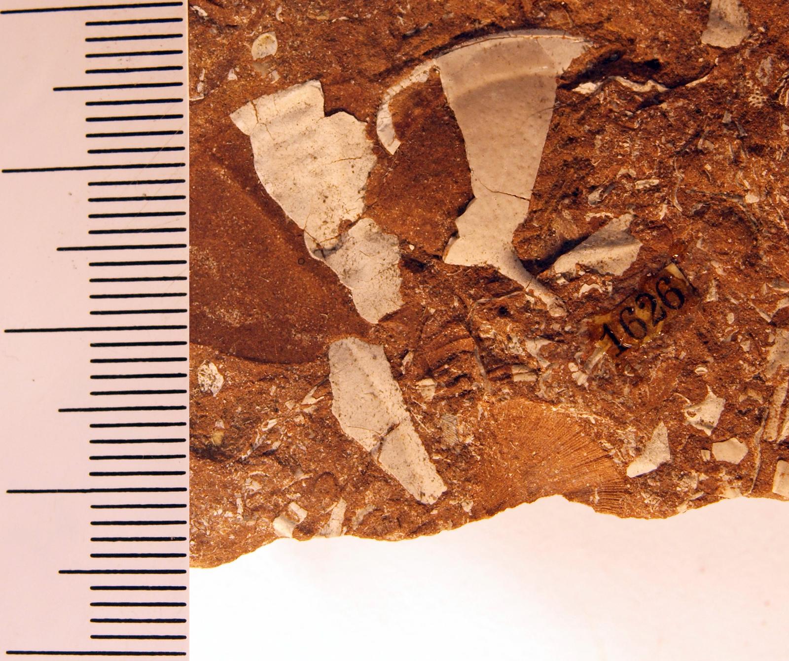 Asaphus kowalewskii | Fossiilid.info