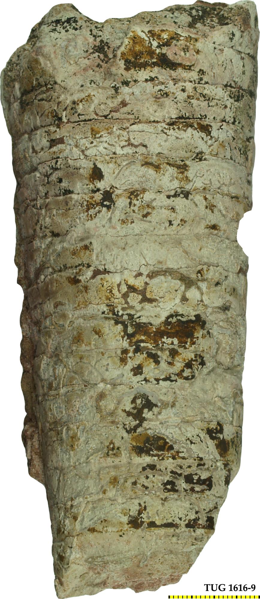 Fossiilid.info: Endocerida