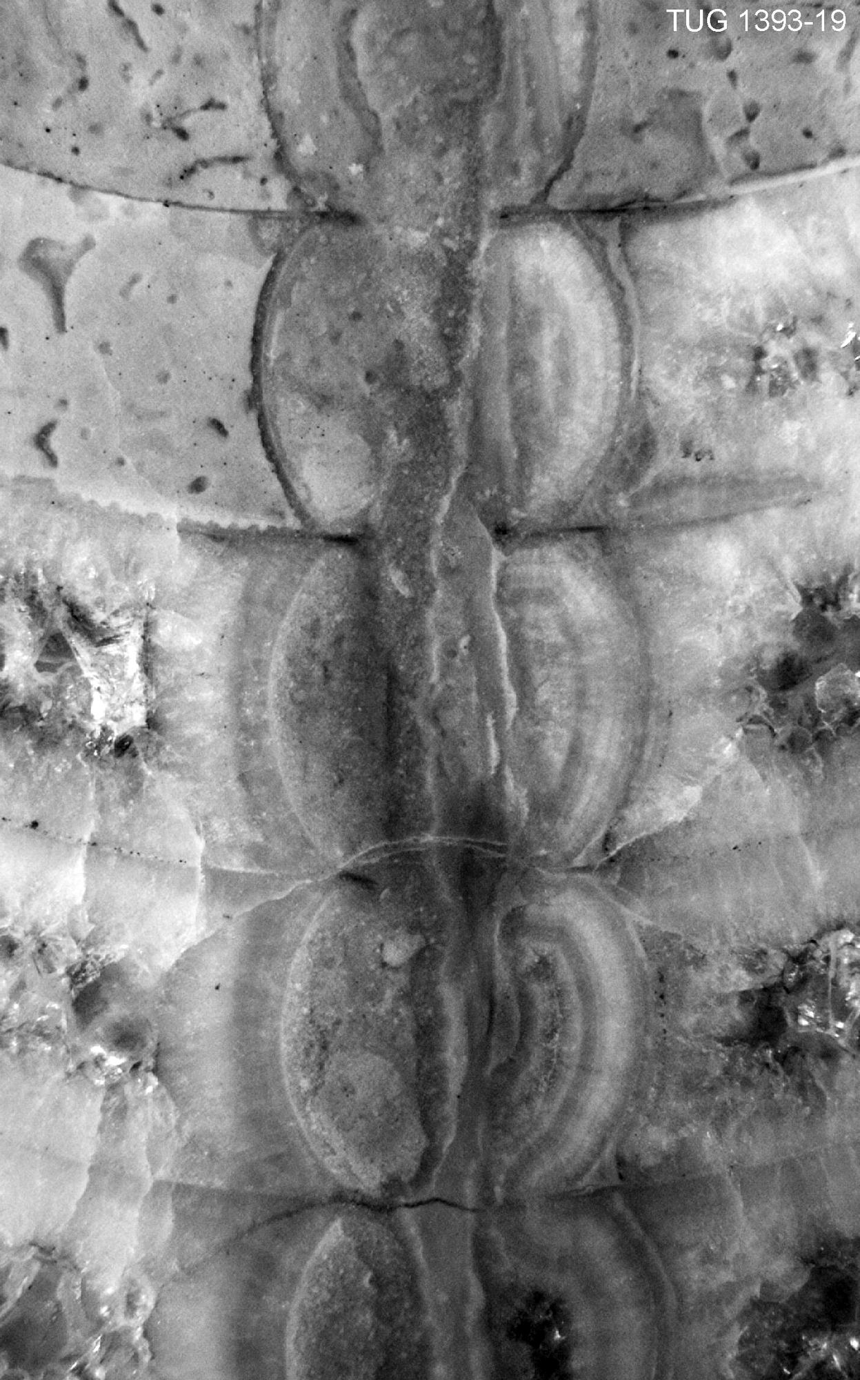 Orthonybyoceras isakari | Fossiilid.info