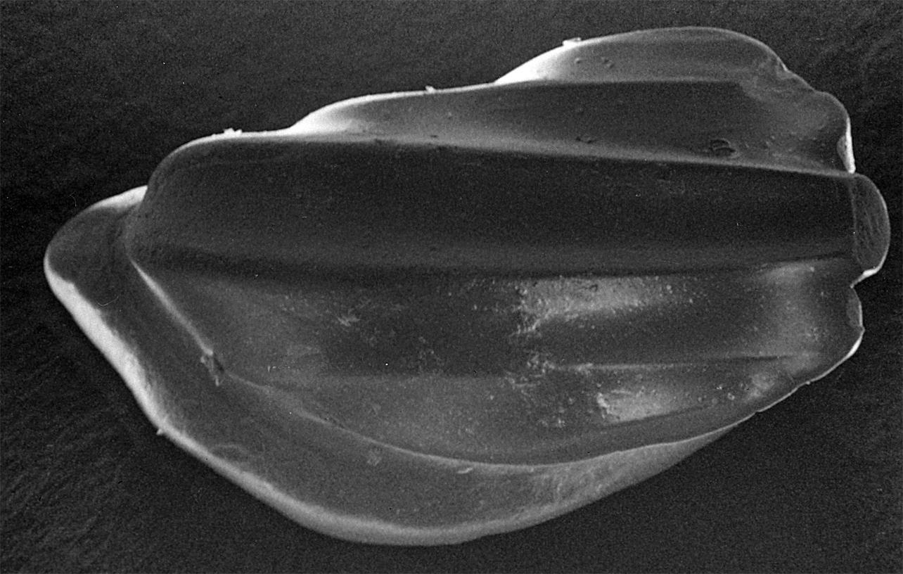 Thelodus parvidens | Fossiilid.info