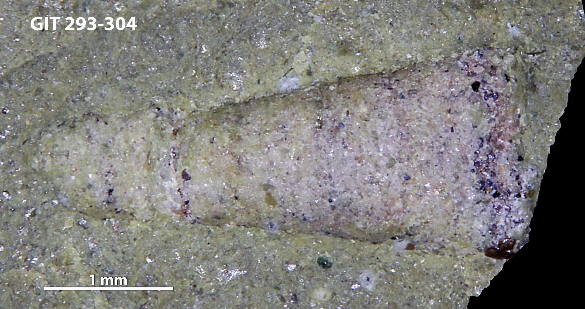 Agmata | Fossiilid.info