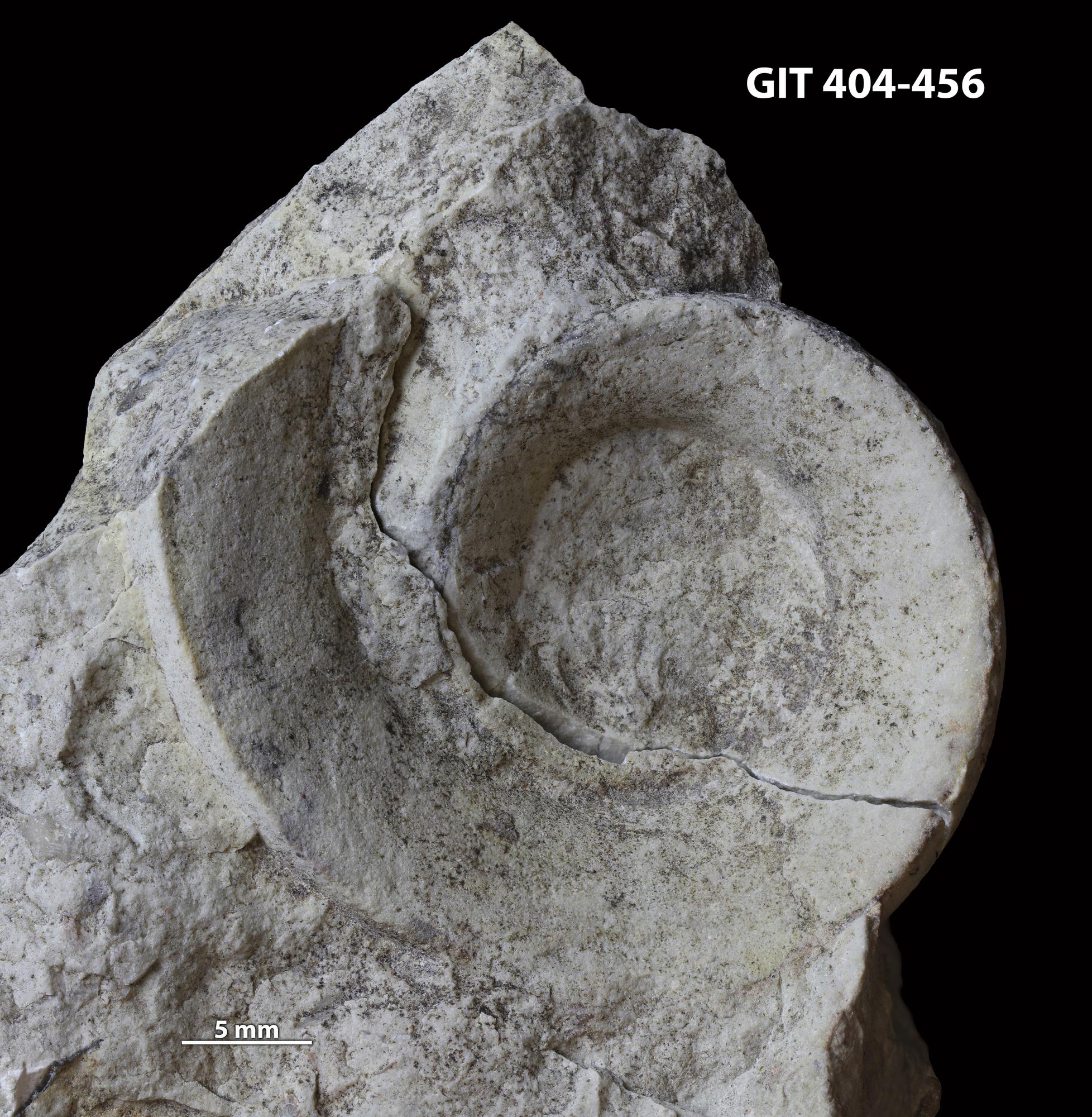 Lesueurilla marginalis spiralis | Fossiilid.info