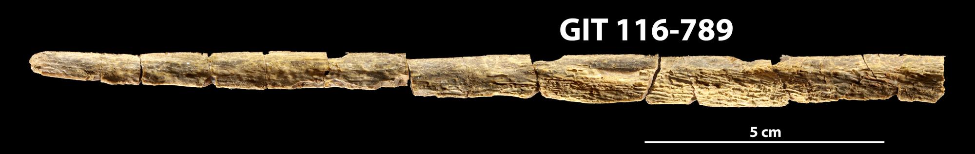 Tartuosteus | Fossiilid.info