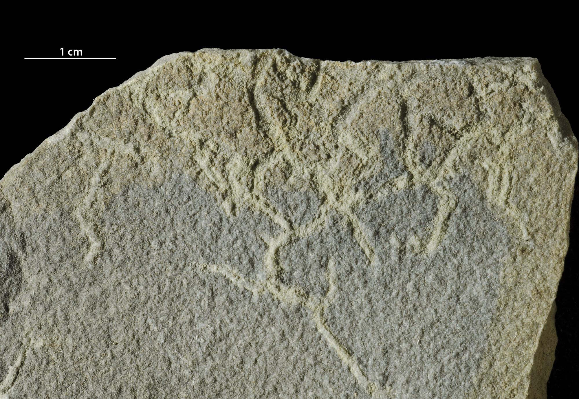 Multina | Fossiilid.info