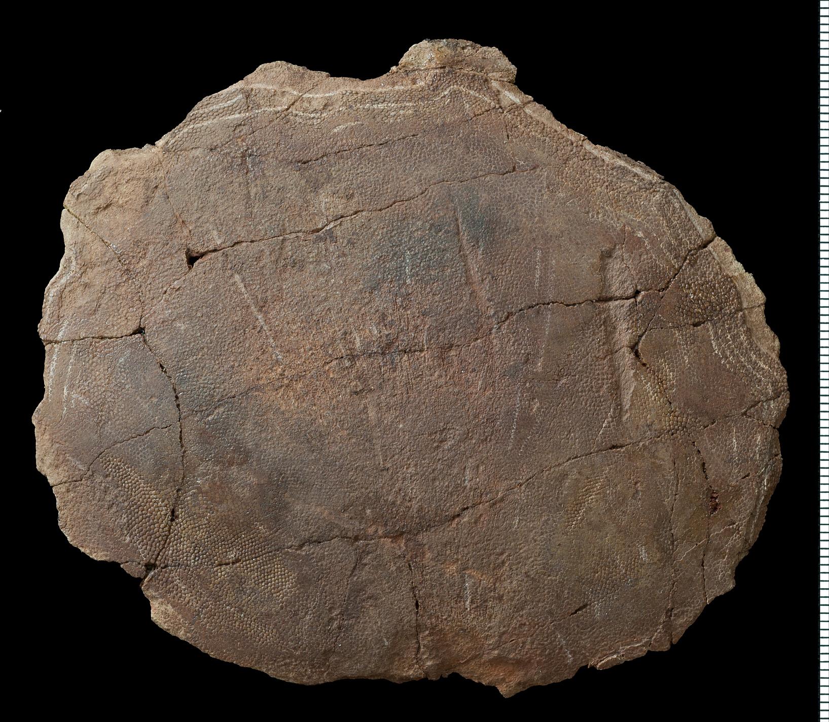 Vladimirolepis proia | Fossiilid.info