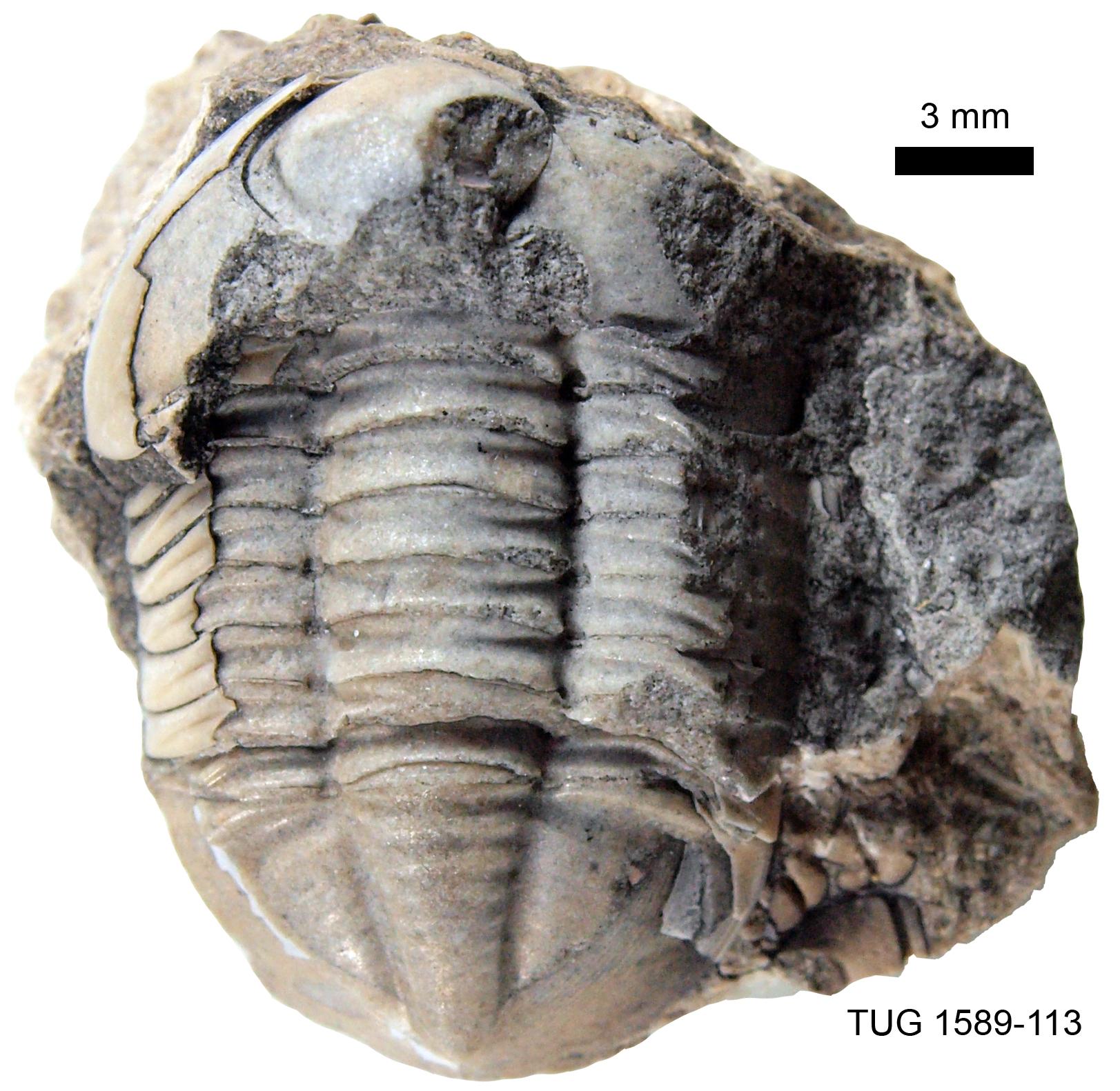 Asaphus (Neoasaphus) nieszkowskii | fossiilid.info