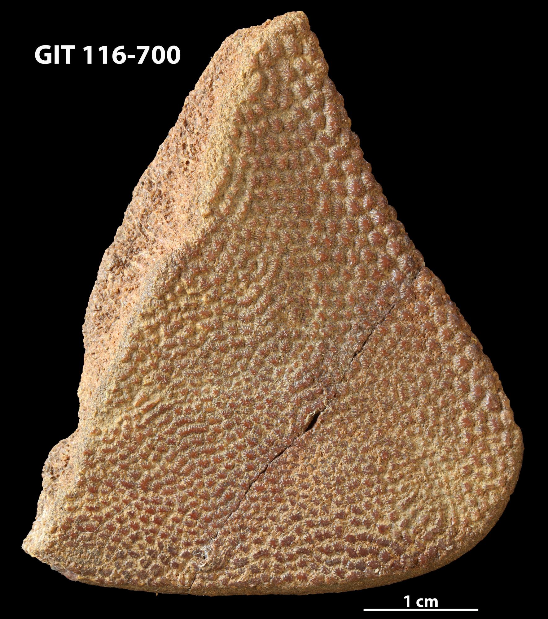 Pycnosteus | Fossiilid.info