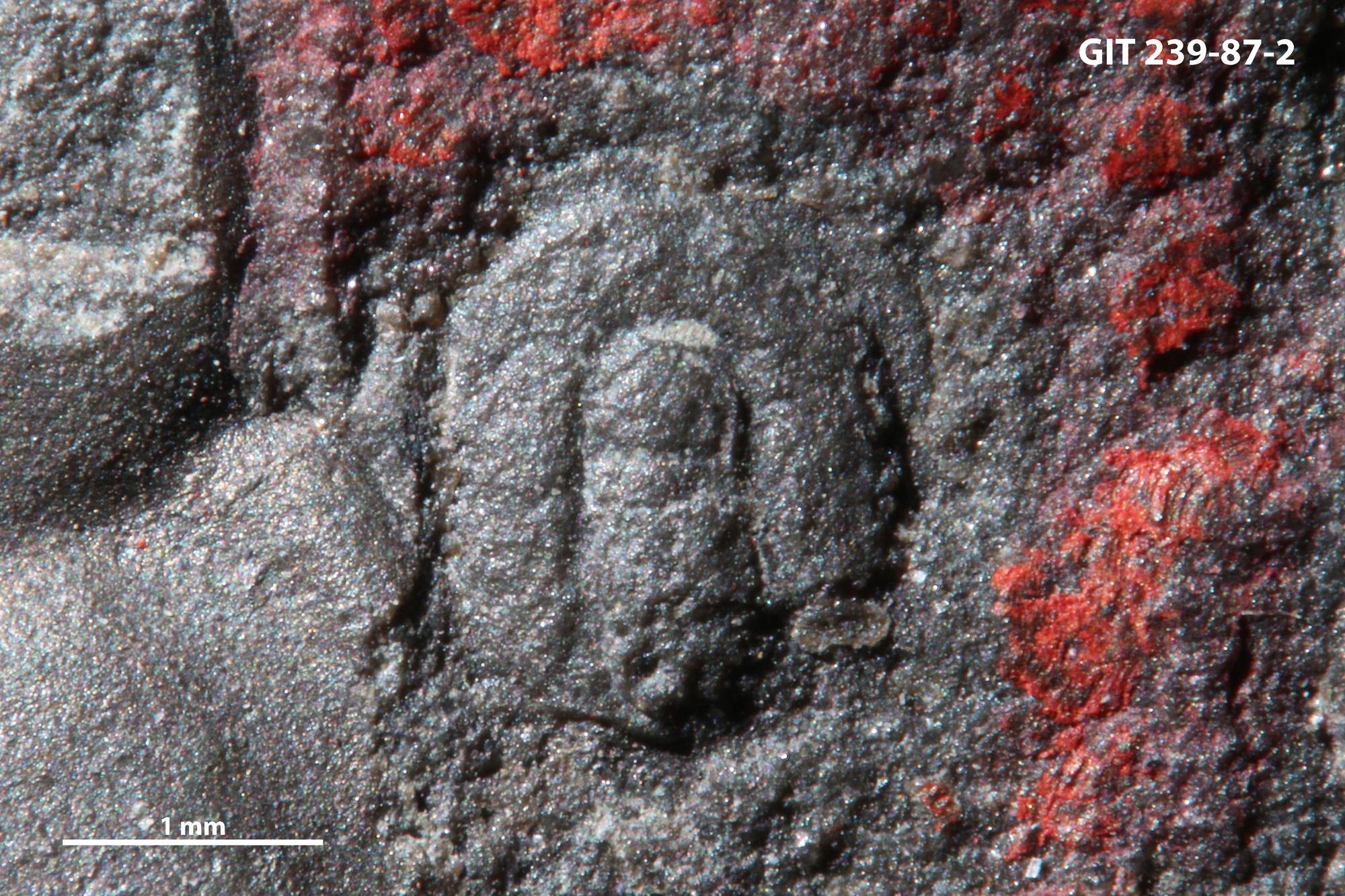 Peronopsis | Fossiilid.info