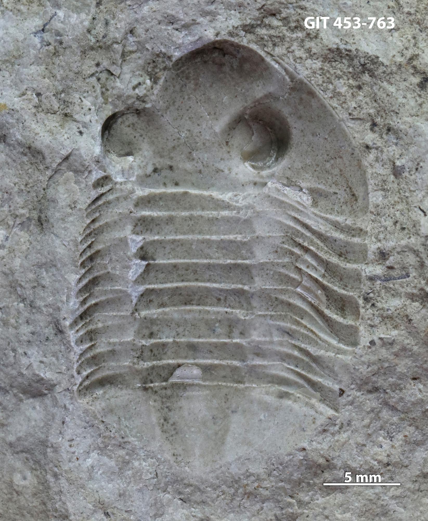 Asaphus (Neoasaphus) jewensis | Fossiilid.info