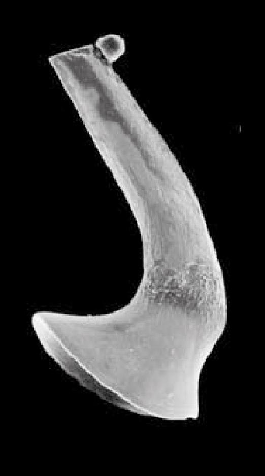 Cornuodus | Fossiilid.info