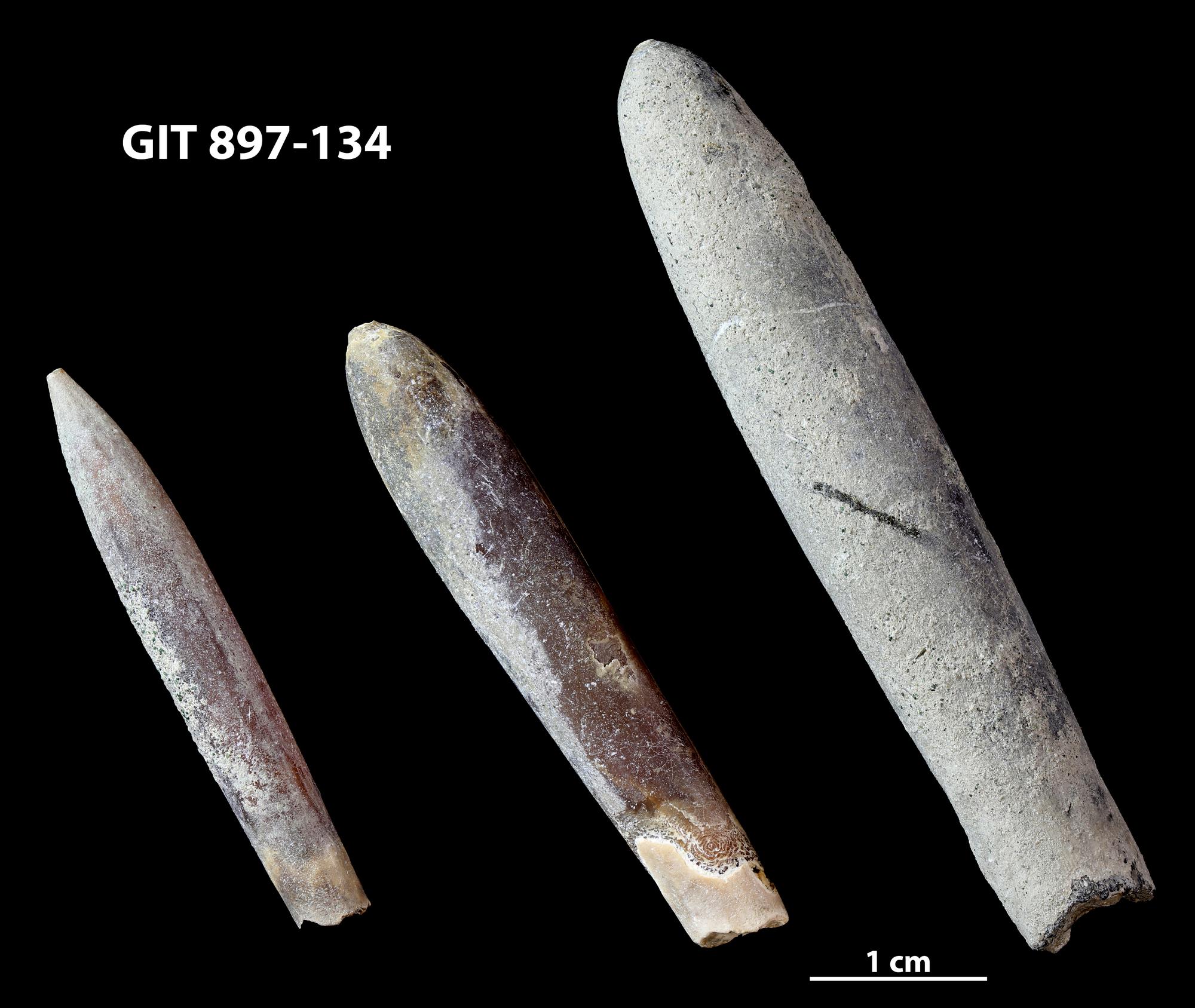 Coleoidea | Fossiilid.info