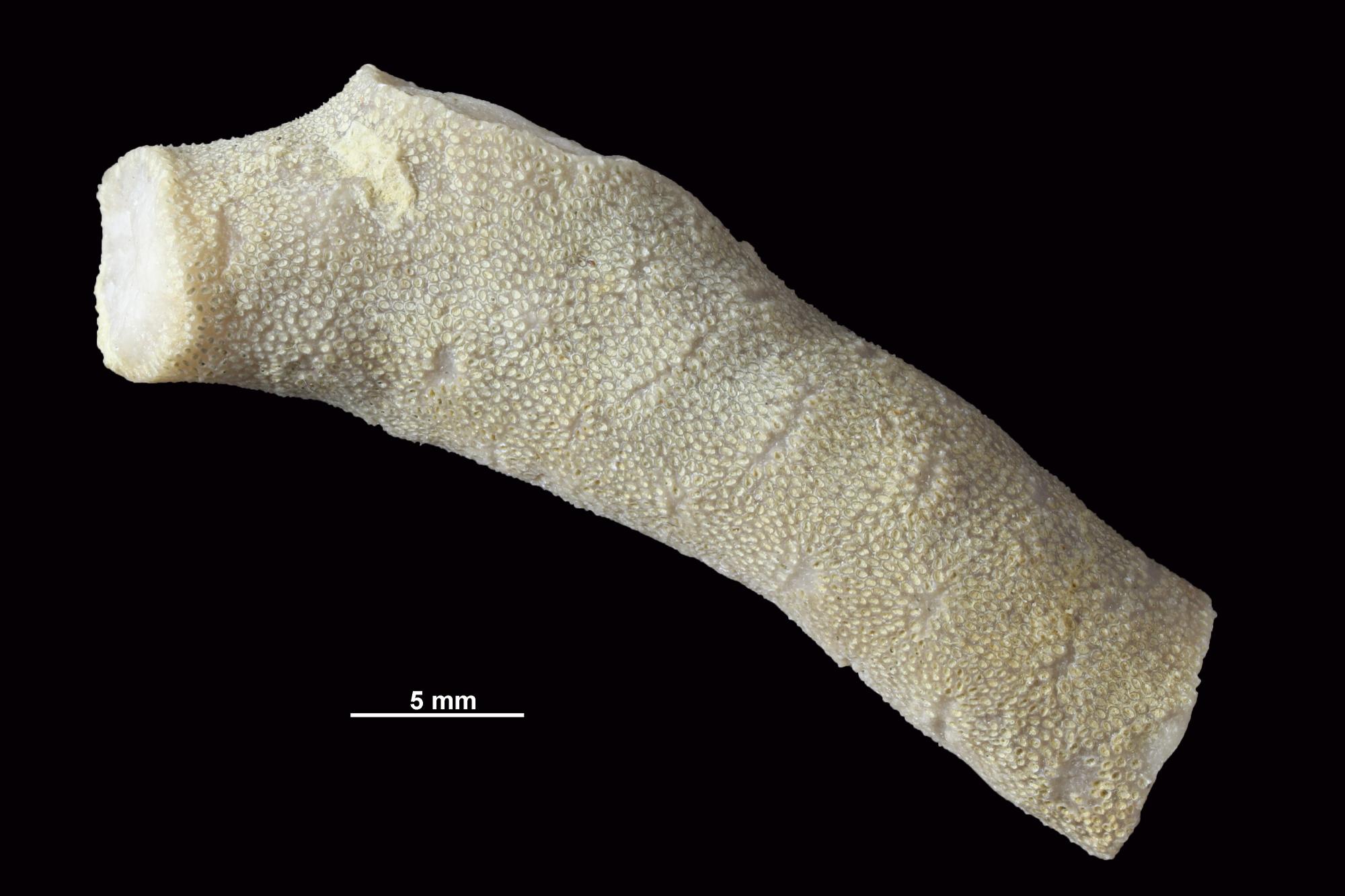 Dittopora | Fossiilid.info