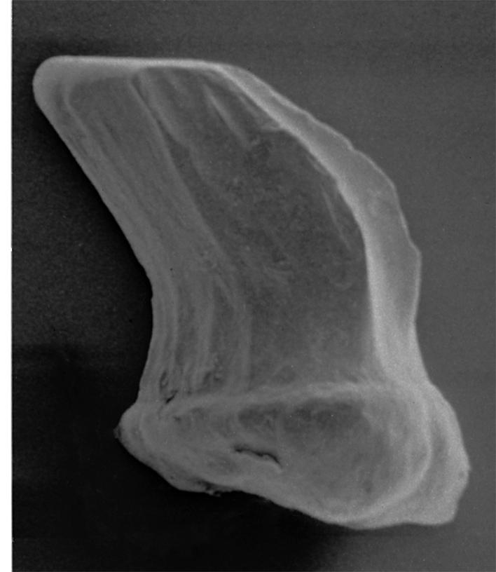 Thelodus traquairi | Fossiilid.info