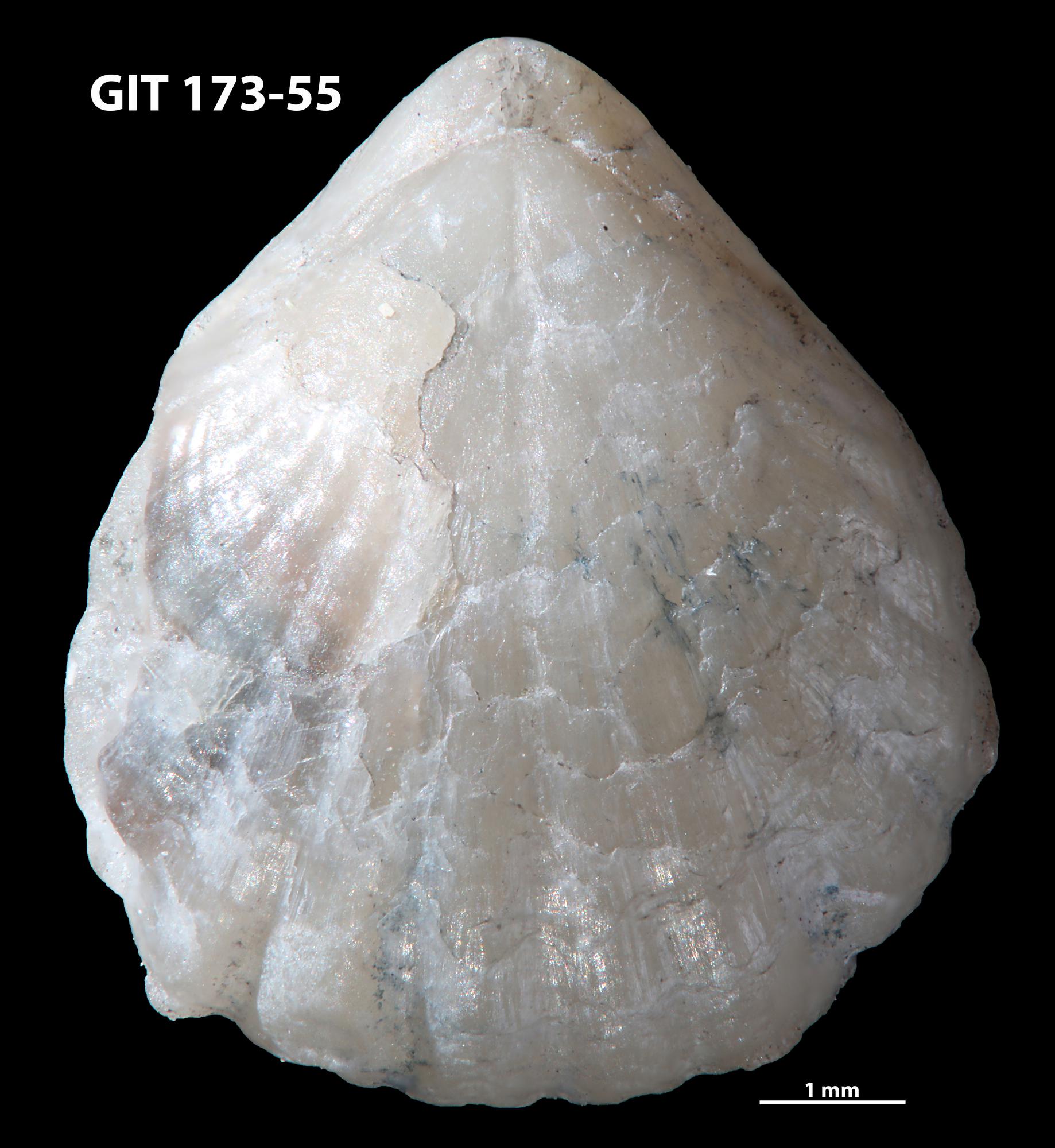 Rhynchonellida | Fossiilid.info