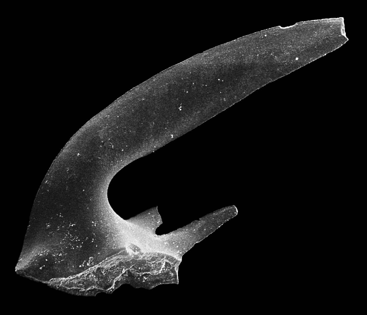 Cordylodus drucei | Fossiilid.info