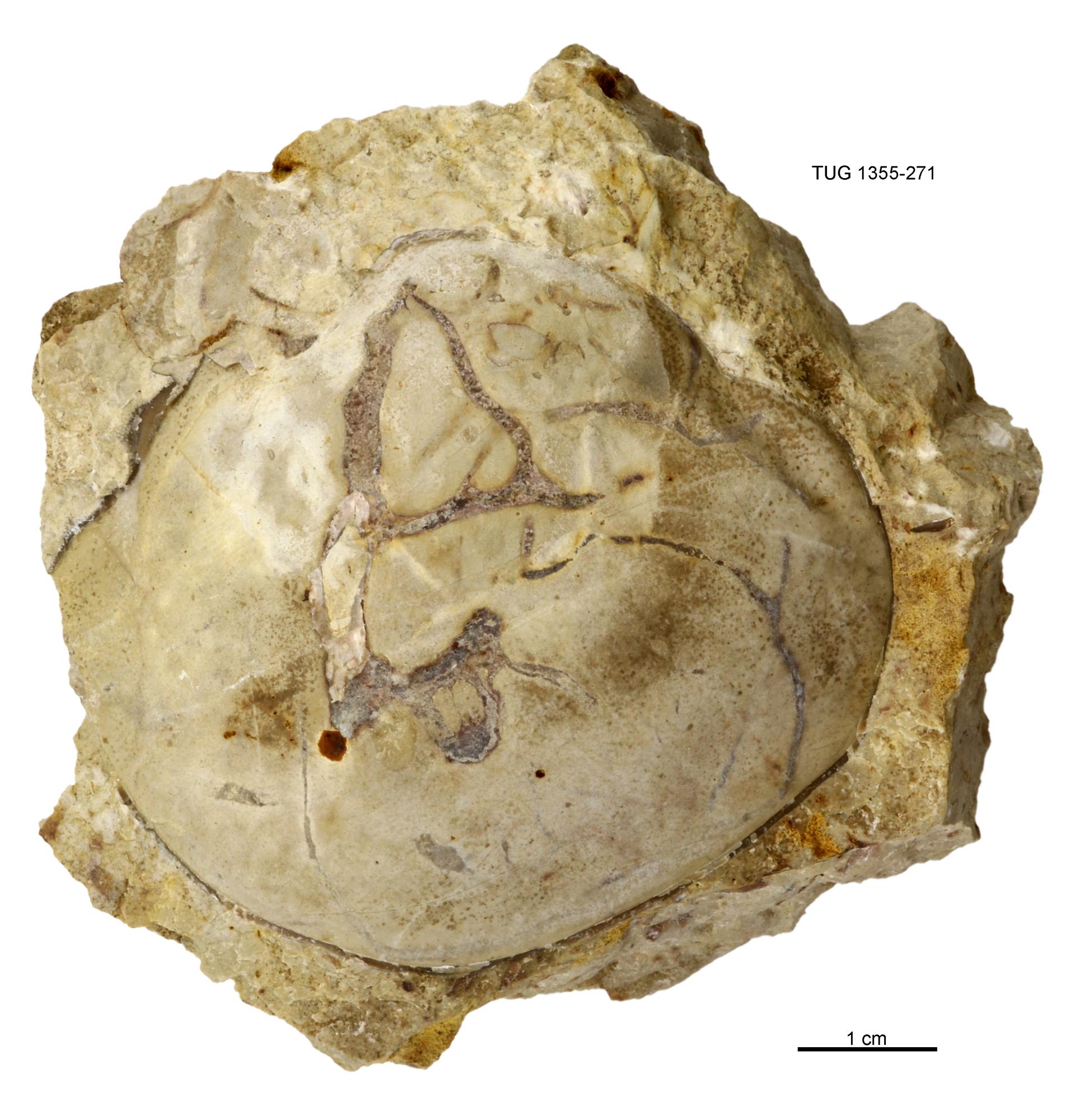 Isotelus | Fossiilid.info