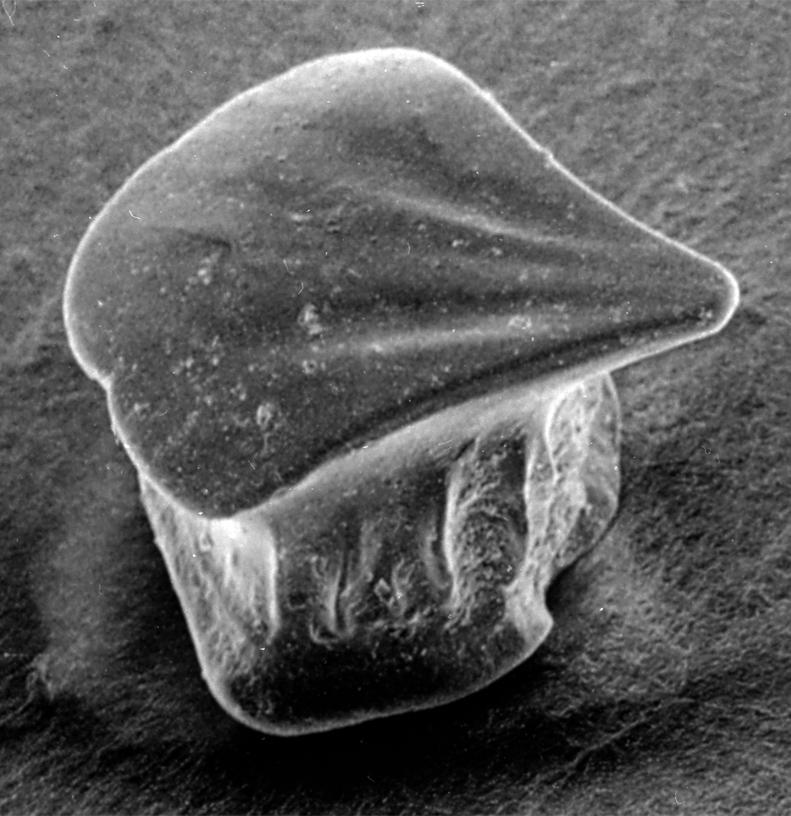 Thelodus sculptilis | Fossiilid.info