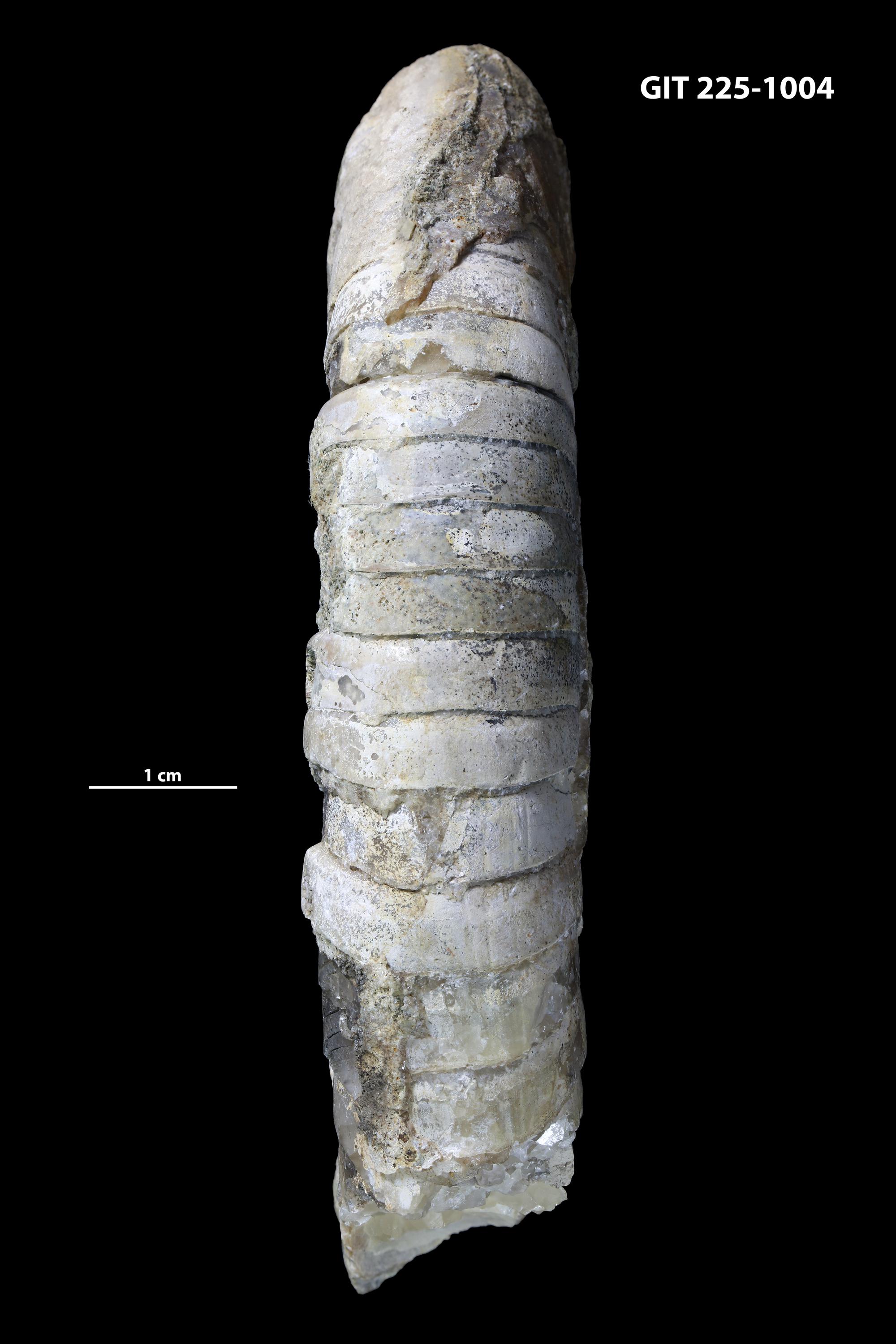 Tragoceras arciforme | Fossiilid.info