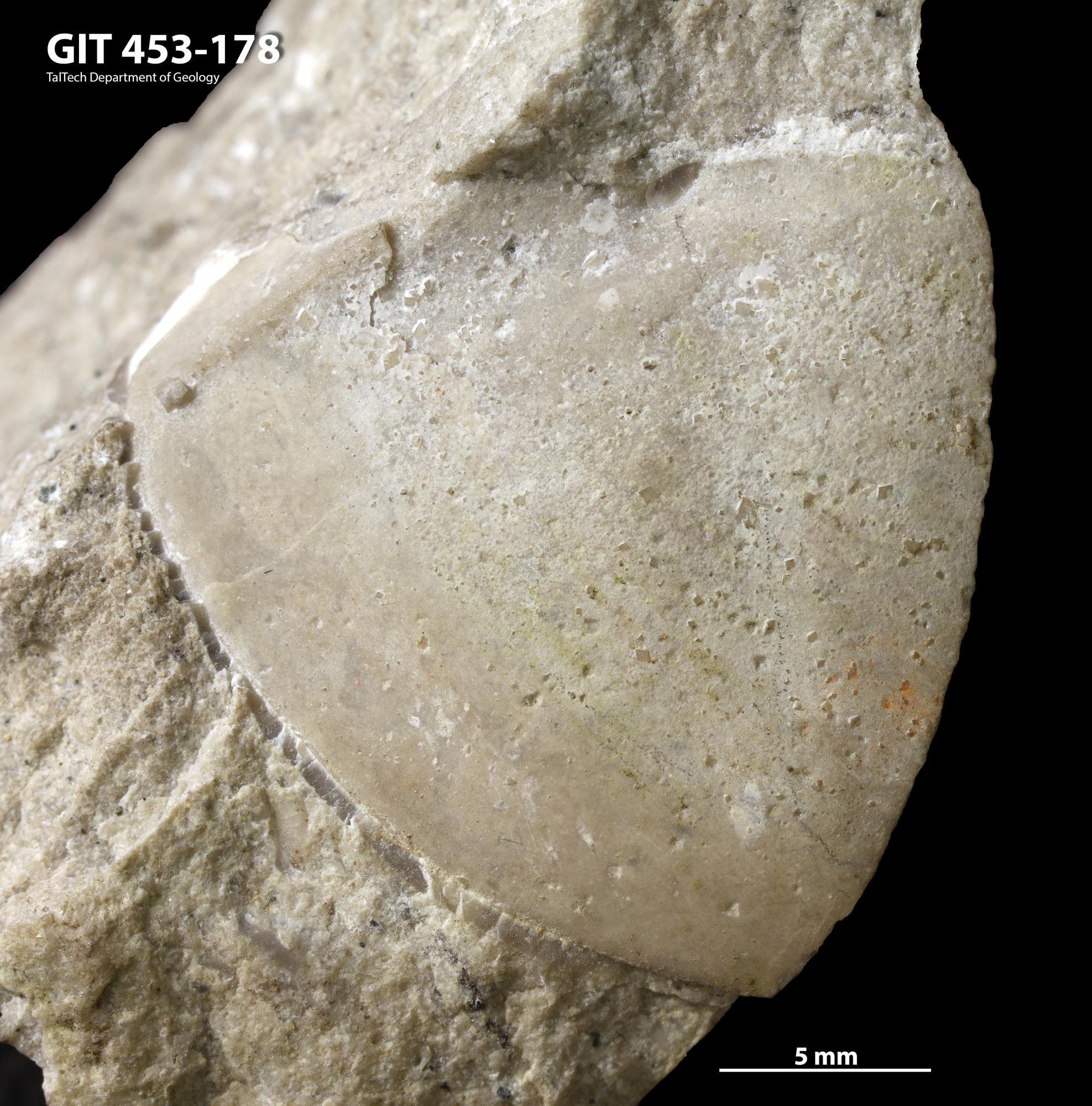 Isotelus | Fossiilid.info