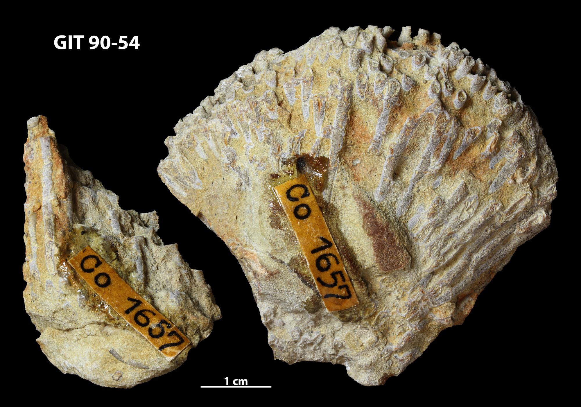 Syringopora multifaria | Fossiilid.info