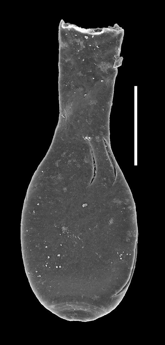 Lagenochitina longiformis | Fossiilid.info