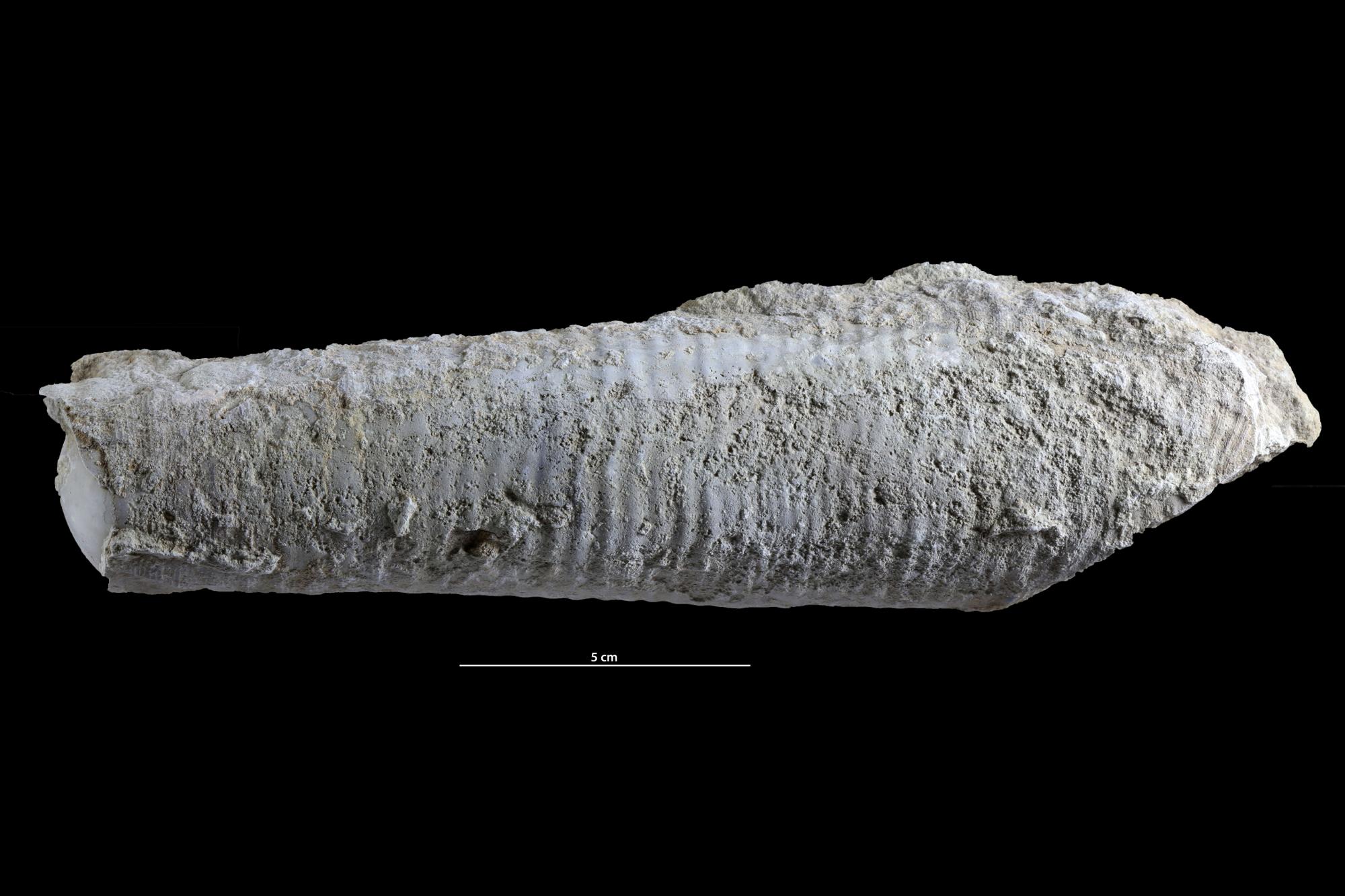 Lituites nehatuensis | Fossiilid.info