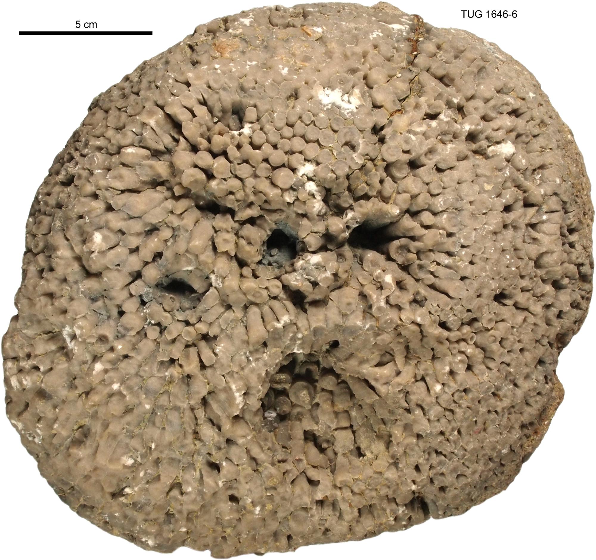Cyathophyllum | Fossiilid.info