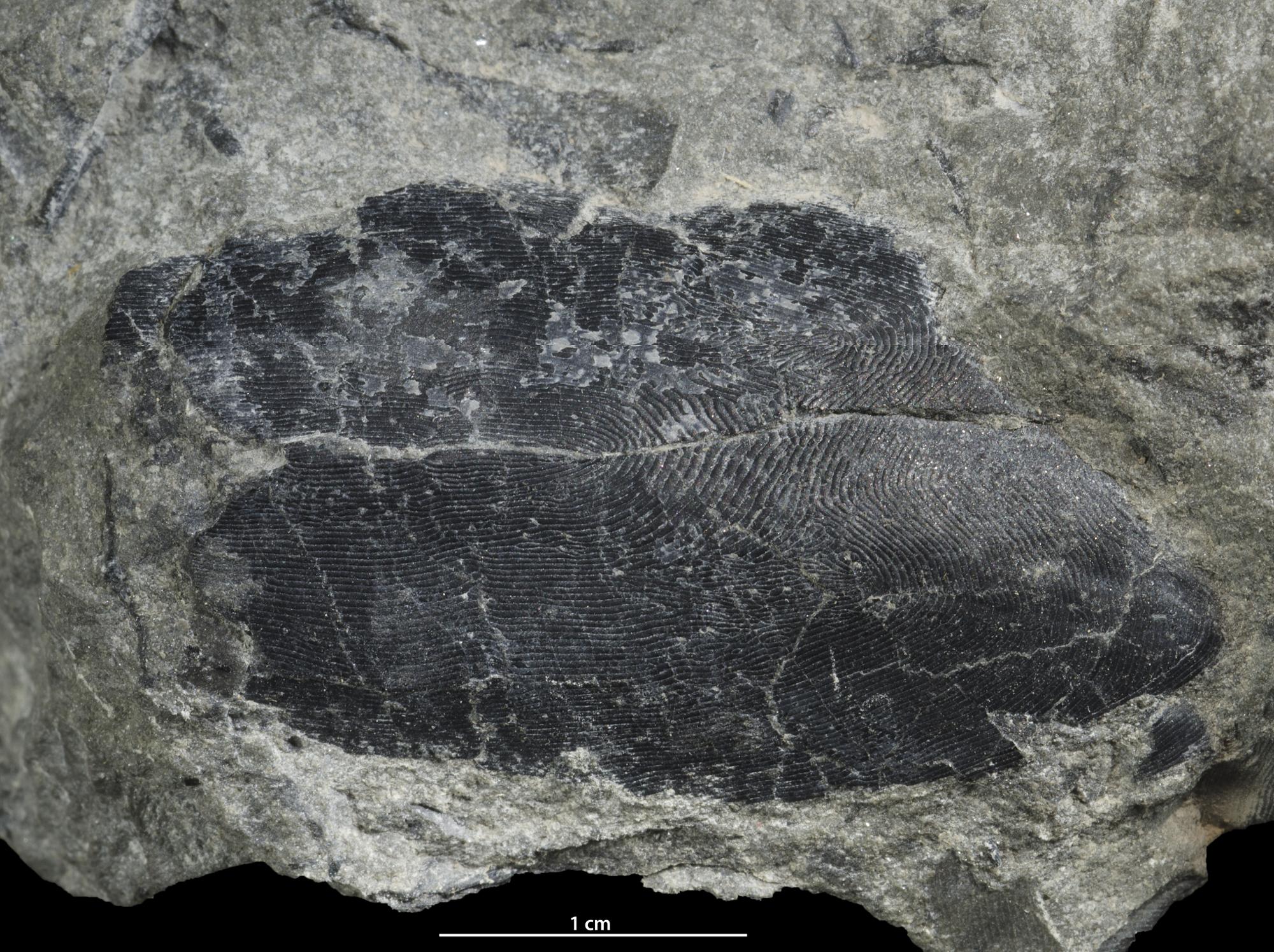 Rhinopteraspis dunensis | Fossiilid.info