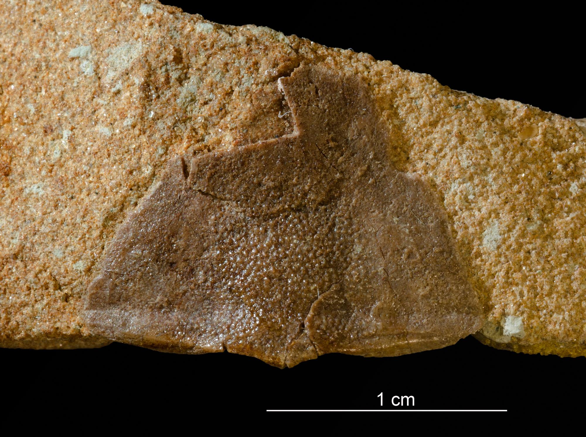 Coccosteus orvikui | Fossiilid.info