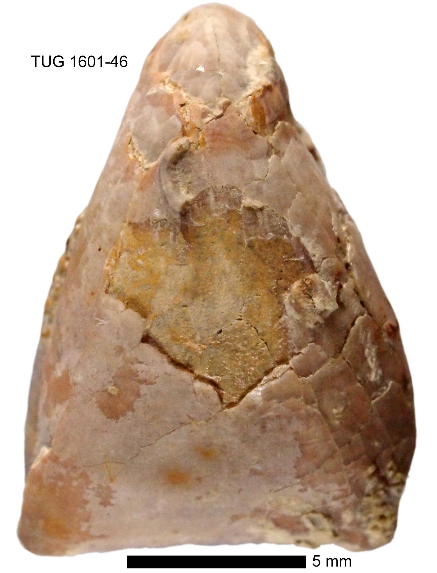 Ornithella | Fossiilid.info